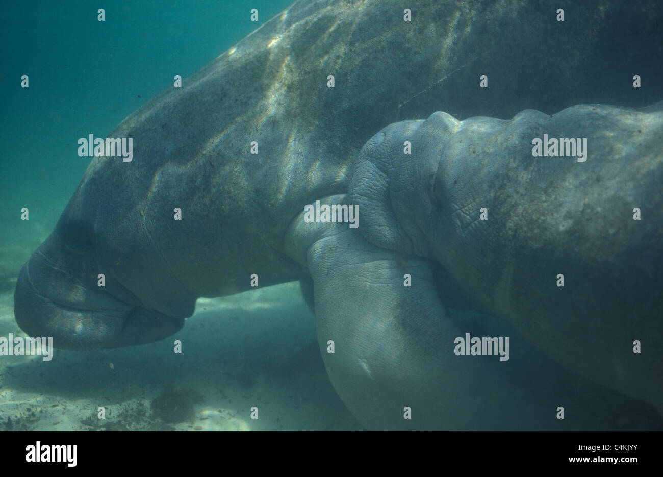 West Indian manatee - Florida manatee (Trichechus manatus latirostris ...