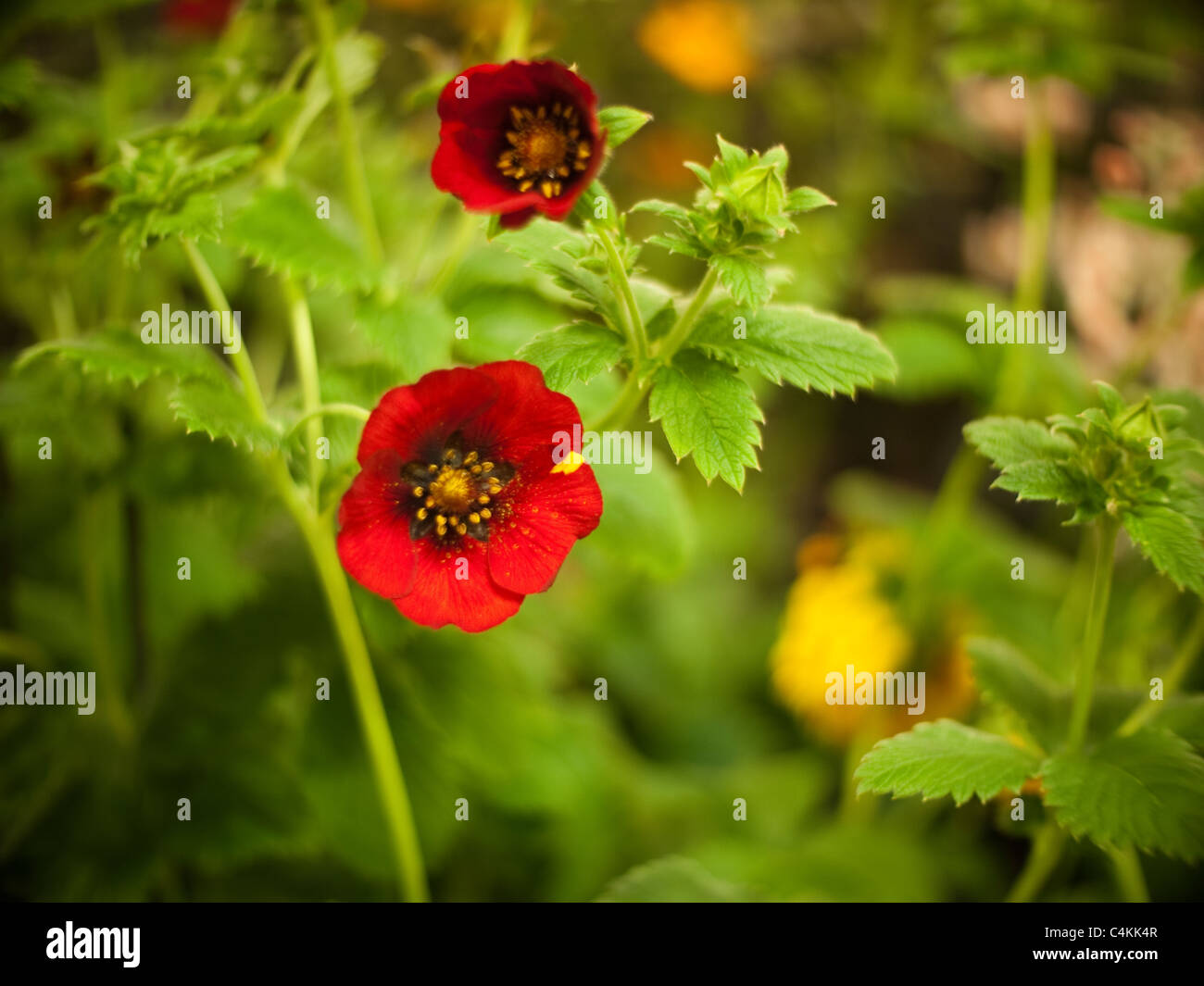 Flowering Red Geum at Gardening Scotland Stock Photo - Alamy