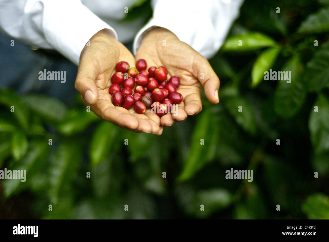 Don pachi geisha coffee plantation High Resolution Stock Photography ...
