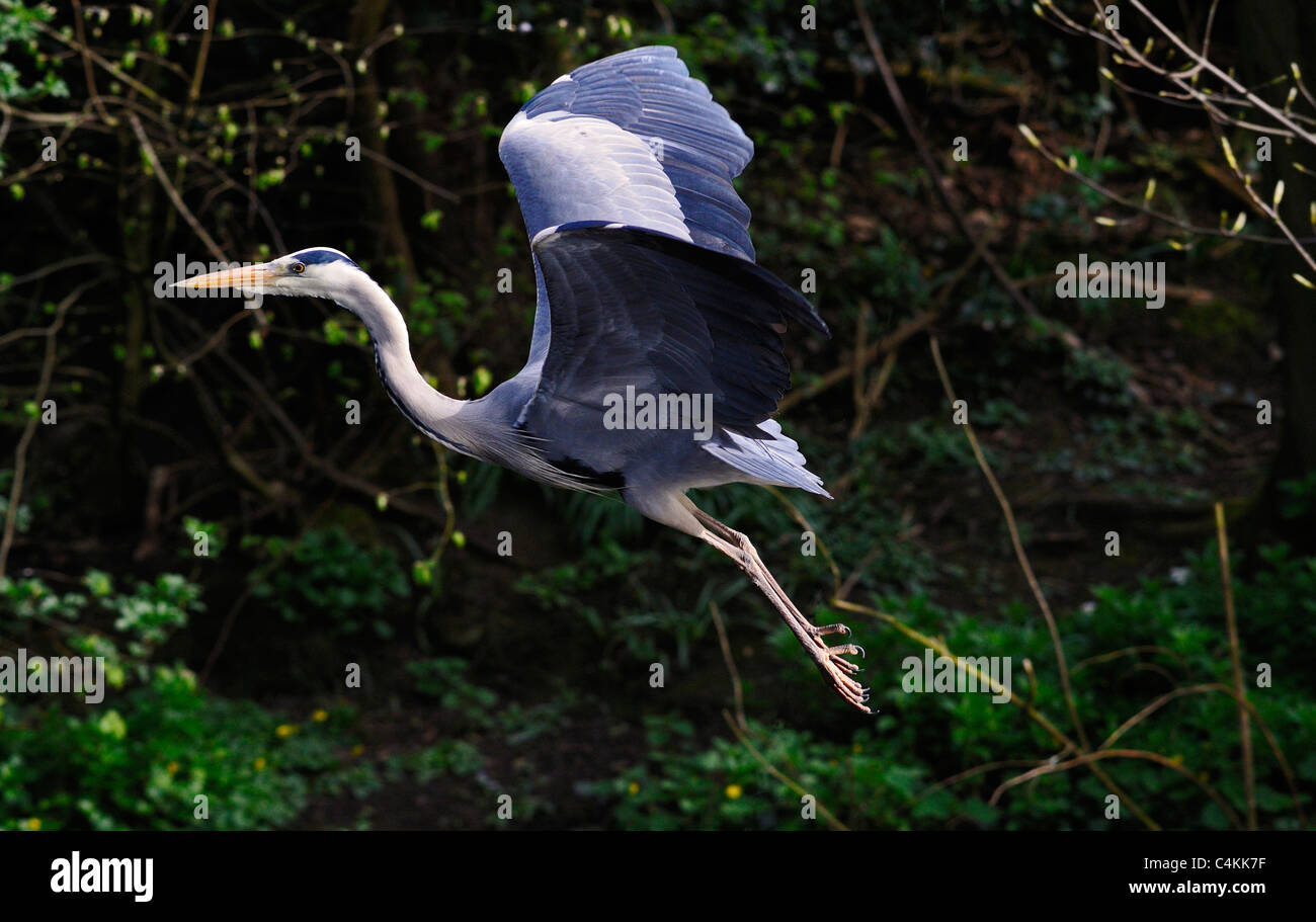 Grey heron taking flight hi-res stock photography and images - Alamy