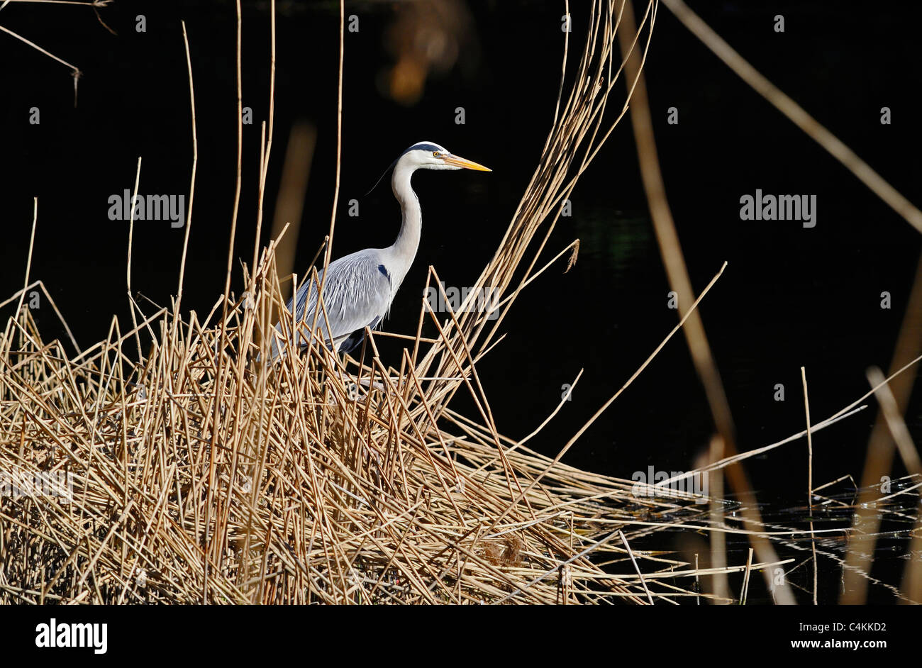 Adult Grey Heron concealed in reeds waiting for a fish to come by Stock ...