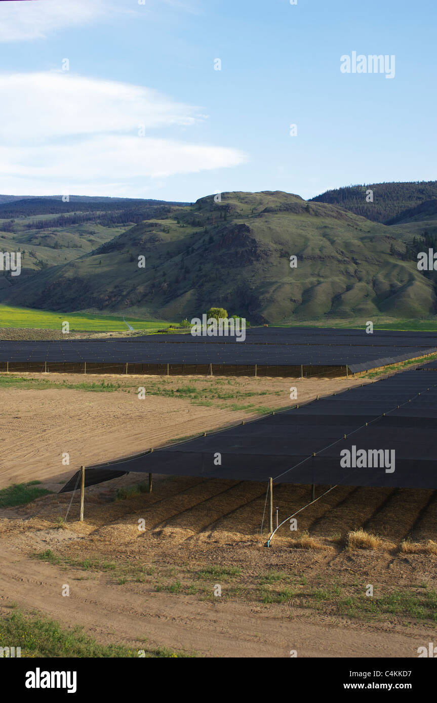 Ginseng fields hi-res stock photography and images - Alamy