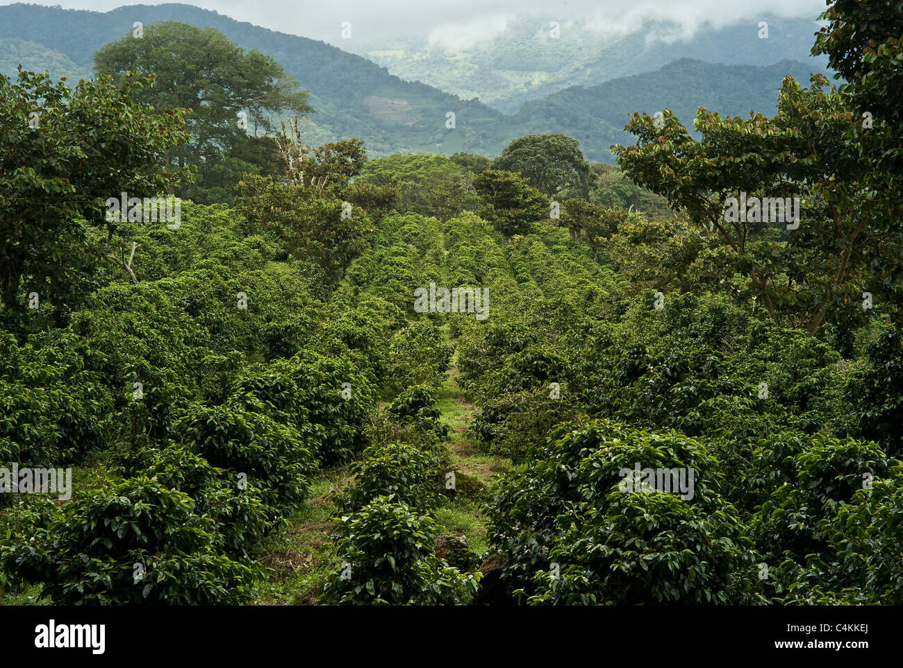 Coffee plantation coffea robusta hi-res stock photography and images ...