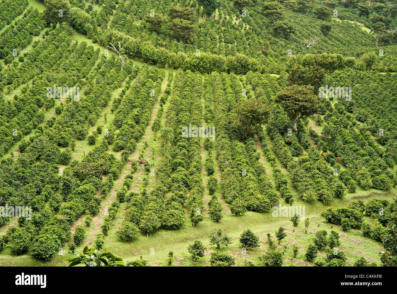 Coffee plantation coffea robusta hi-res stock photography and images ...