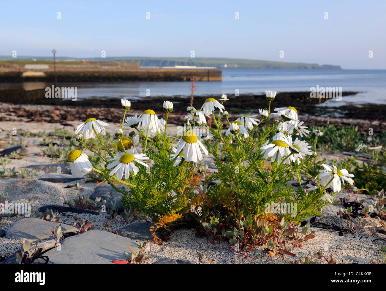 Scentless Mayweed (Tripleurospermum maritimum) growing in its typical ...
