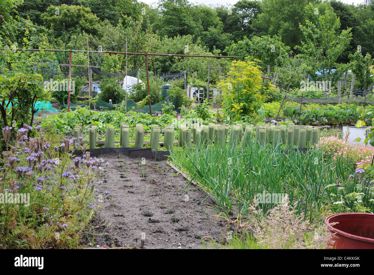 Allotment garden in summer Stock Photo - Alamy