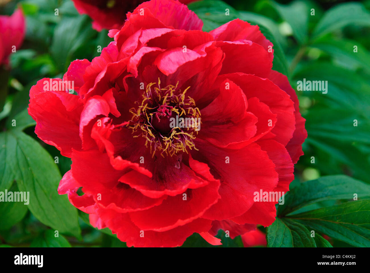 Flower of Peony ( Paeonia x suffruticosa ) "Shima-nishiki Stock Photo ...