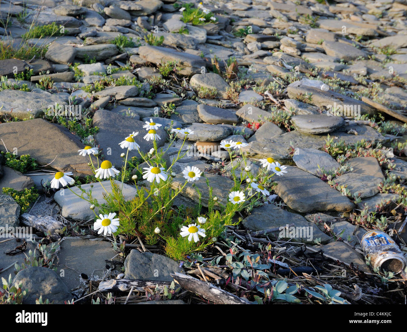 Scentless Mayweed (Tripleurospermum maritimum) growing in its typical ...