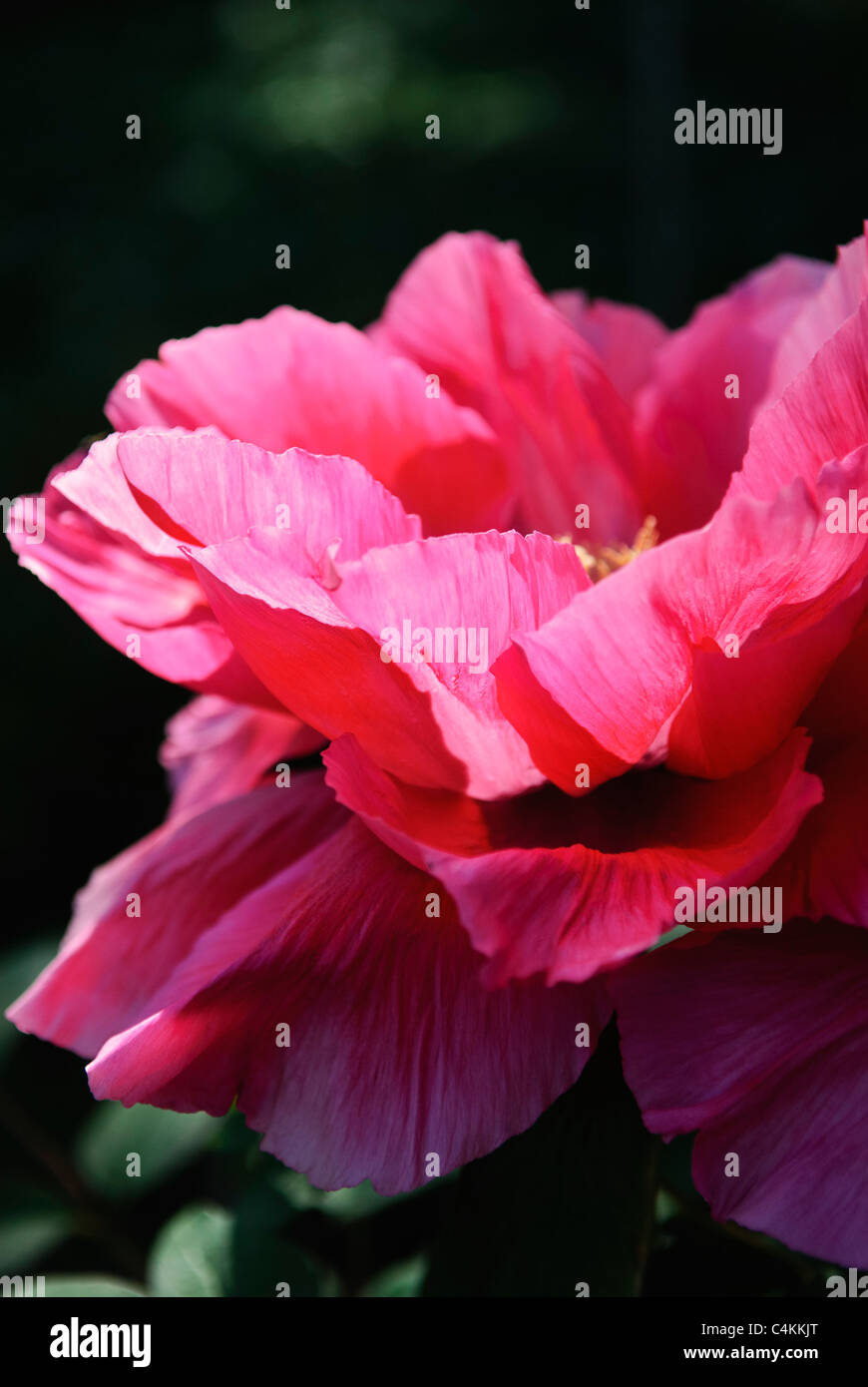 Flower of Peony ( Paeonia x suffruticosa ) "Higurashi Stock Photo - Alamy