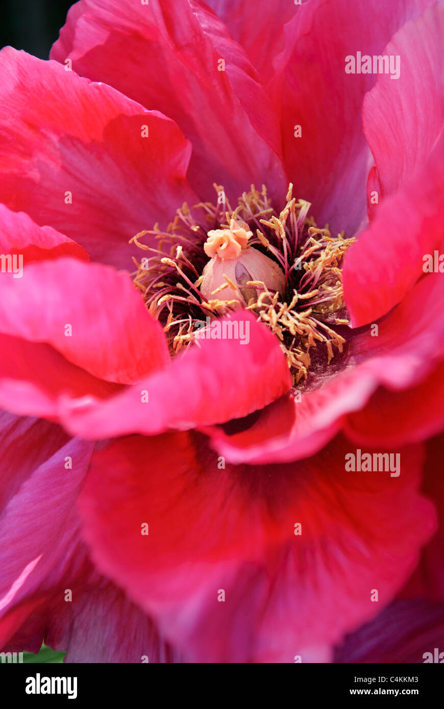 Higurashi hi-res stock photography and images - Alamy