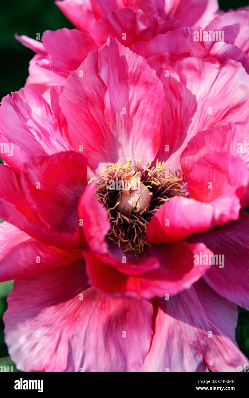 Flower of Peony ( Paeonia x suffruticosa ) "Higurashi Stock Photo - Alamy
