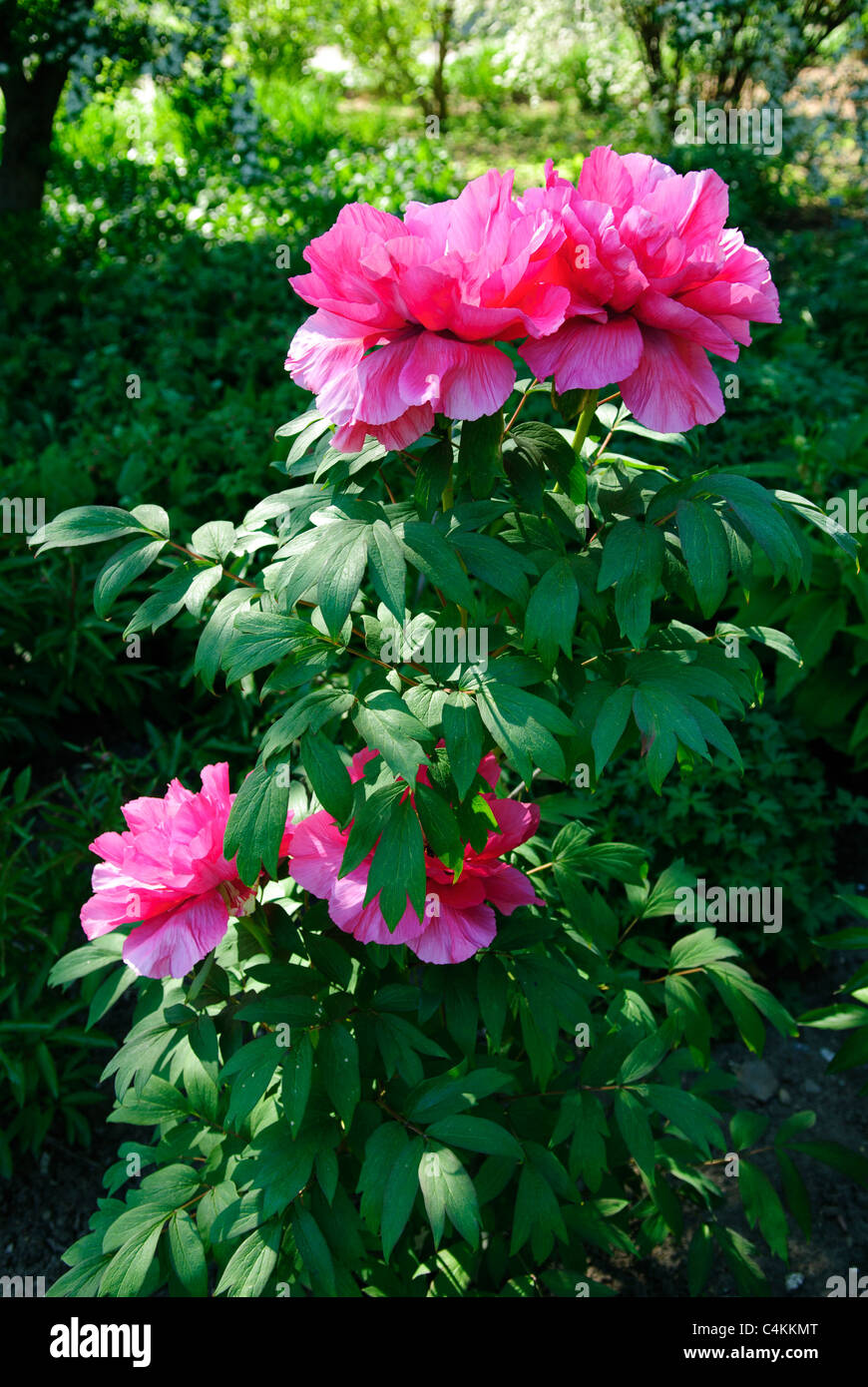 Flower of Peony ( Paeonia x suffruticosa ) "Higurashi Stock Photo - Alamy