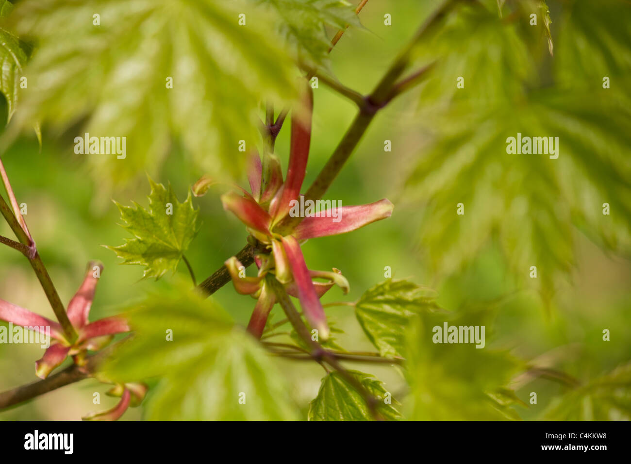Up close with some freshly opened Maple tree buds giving a dreamy ...