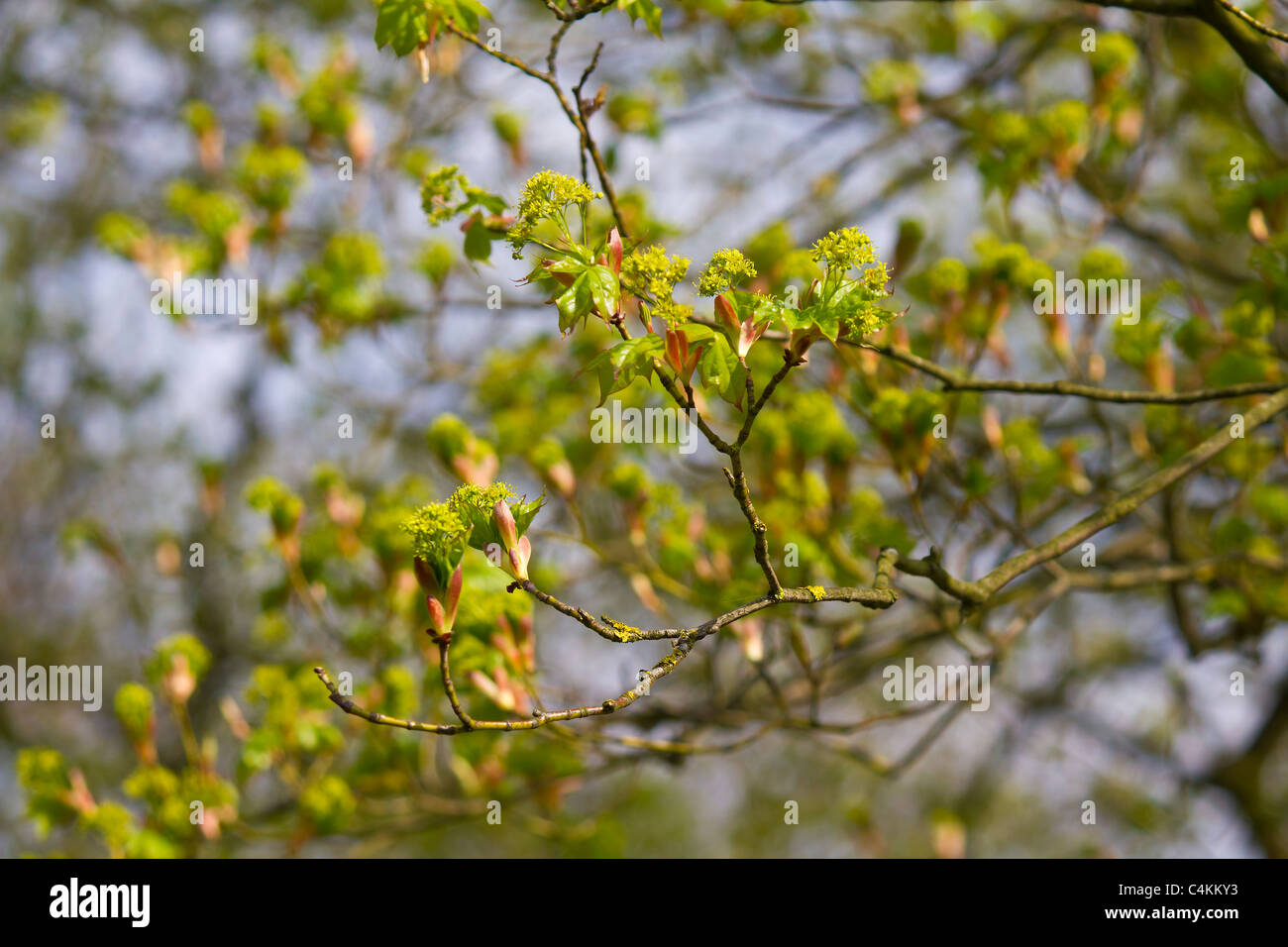 Silver Maple Tree Buds