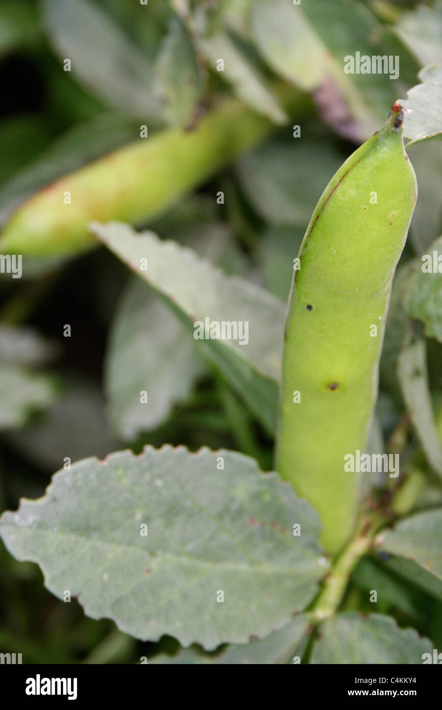 Broad beans plant hi-res stock photography and images - Alamy