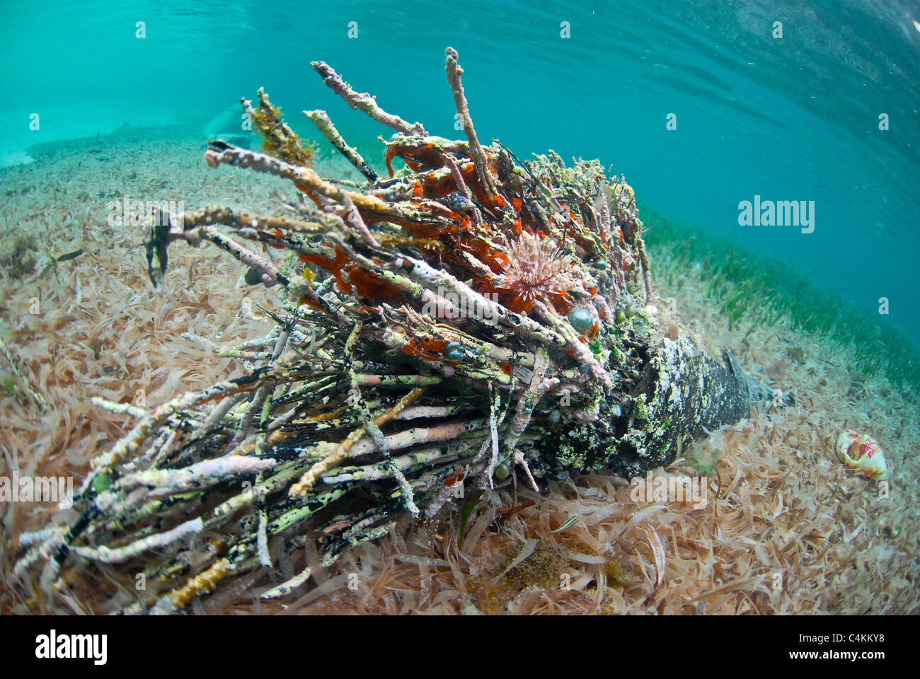 Underwater view of an old tree log covered with marine fauna Stock ...