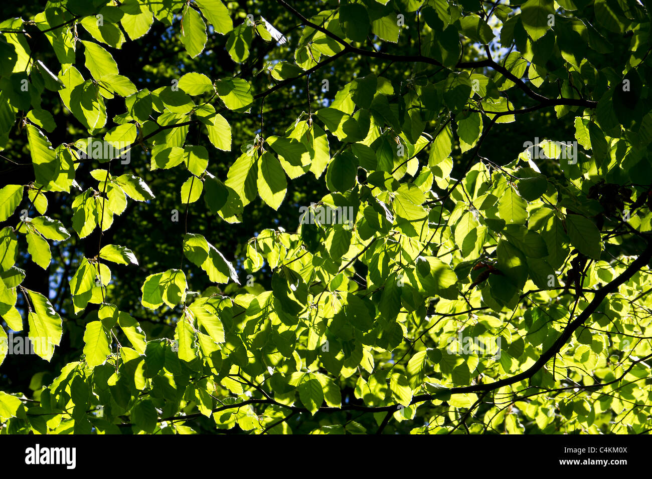 Spring tree leaves backlit hi-res stock photography and images - Alamy