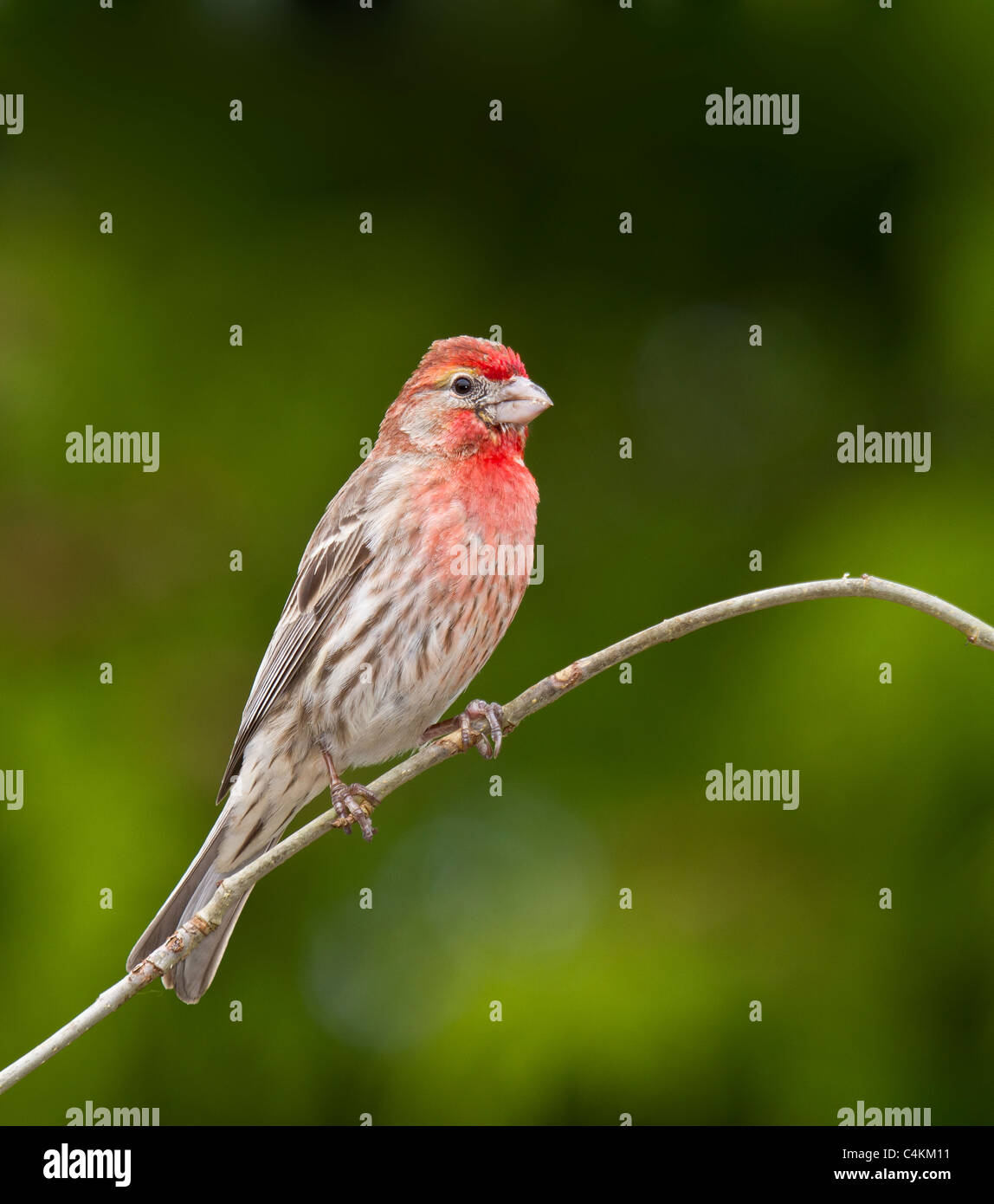 Male House Finch sitting on small branch clean background Stock Photo ...