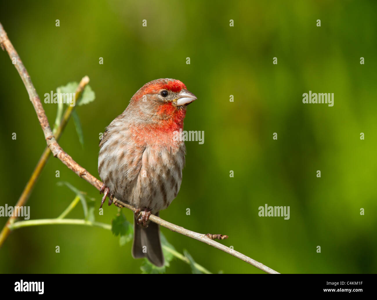 Male House Finch sitting on branch Stock Photo - Alamy
