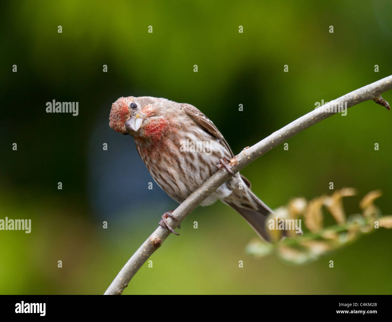 Male House Finch High Resolution Stock Photography and Images - Alamy