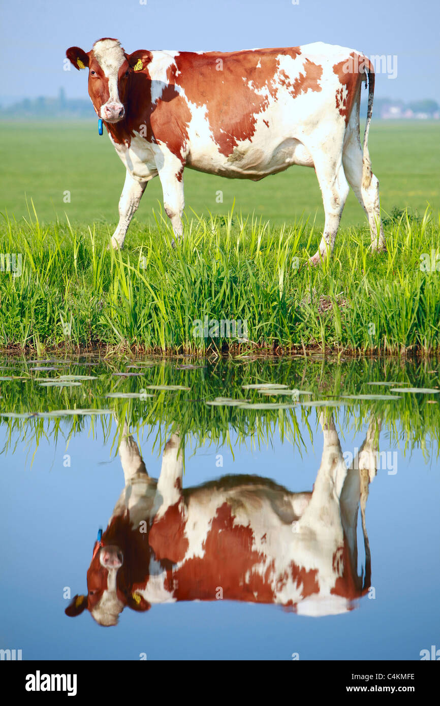 A cow on a field standing by the river with a reflection on the water ...