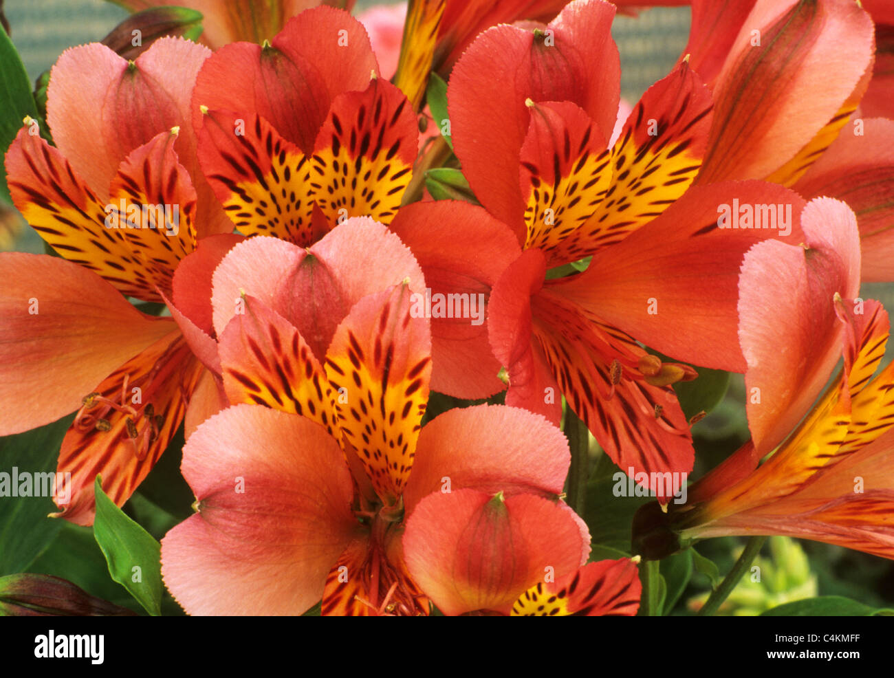 Alstroemeria 'Ventura', orange flower flowers garden plant plants ...