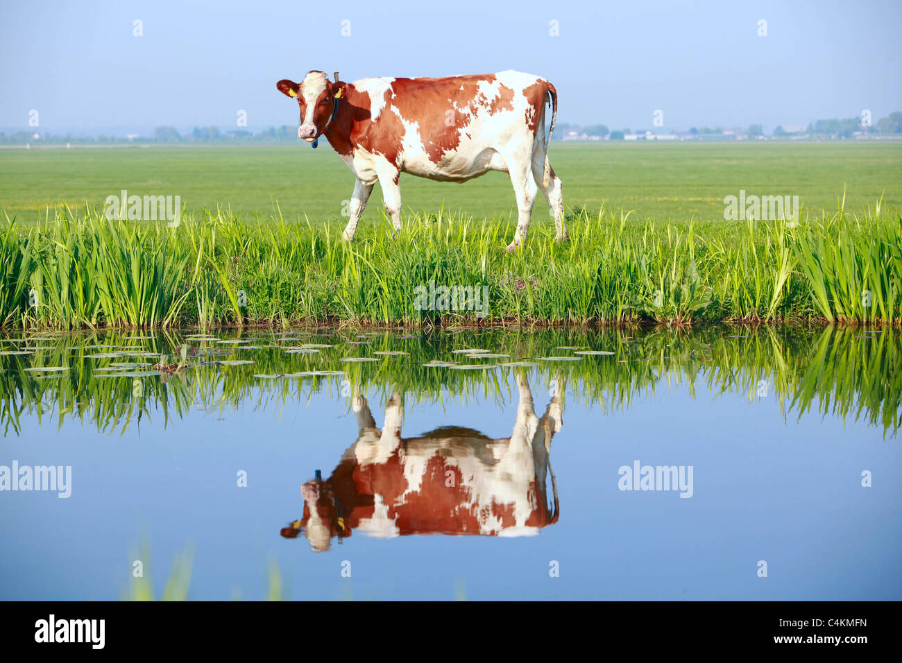 A cow on a field standing by the river with a reflection on the water ...