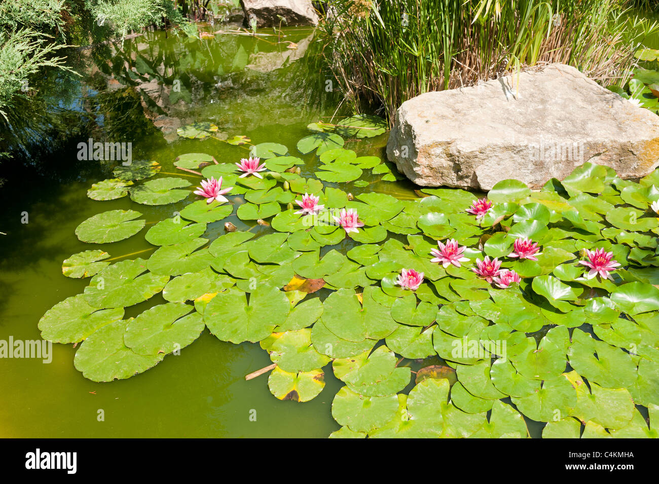 An idyllic pond in the middle of a lush garden Stock Photo - Alamy