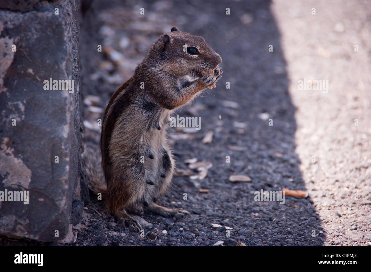 squirrel eating peanut Stock Photo - Alamy
