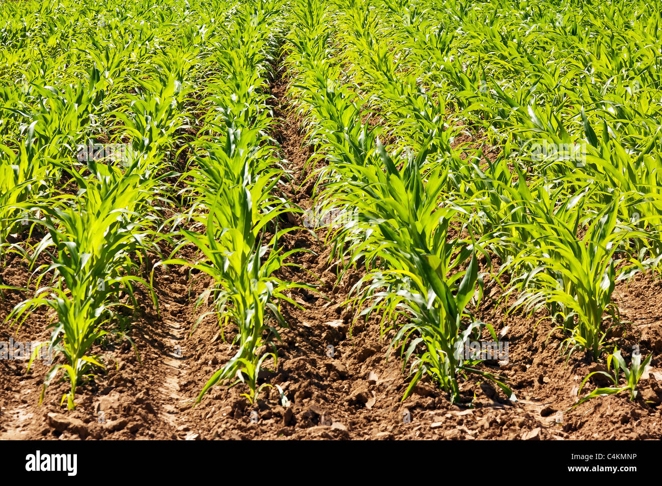 Vegetable crop rows hi-res stock photography and images - Alamy