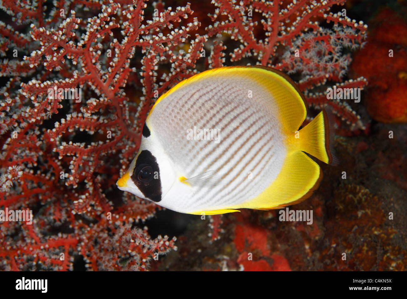 A Philippine butterflyfish, also known as an Eye-Patch, or Panda ...