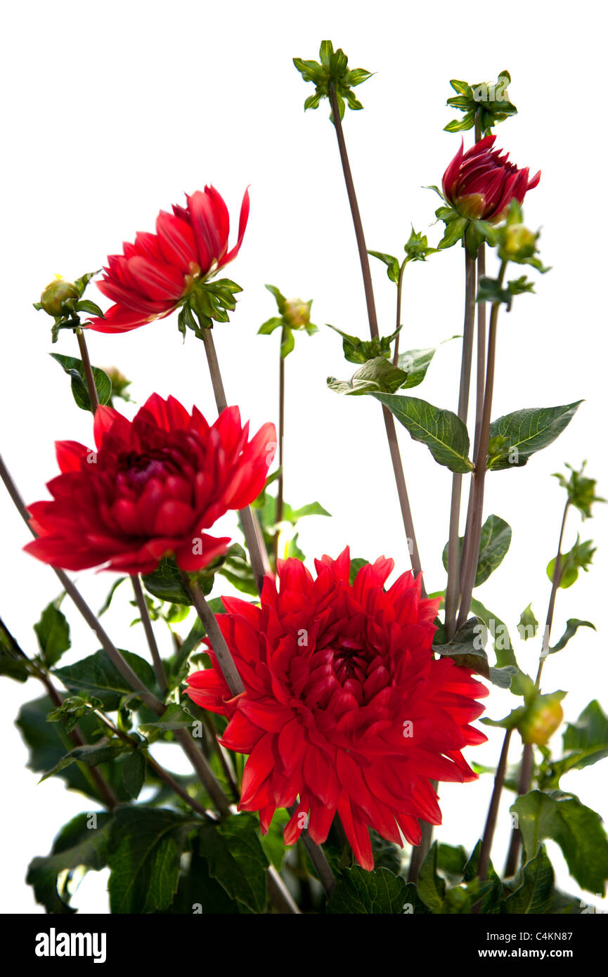 Dinner plate dahlias hi-res stock photography and images - Alamy
