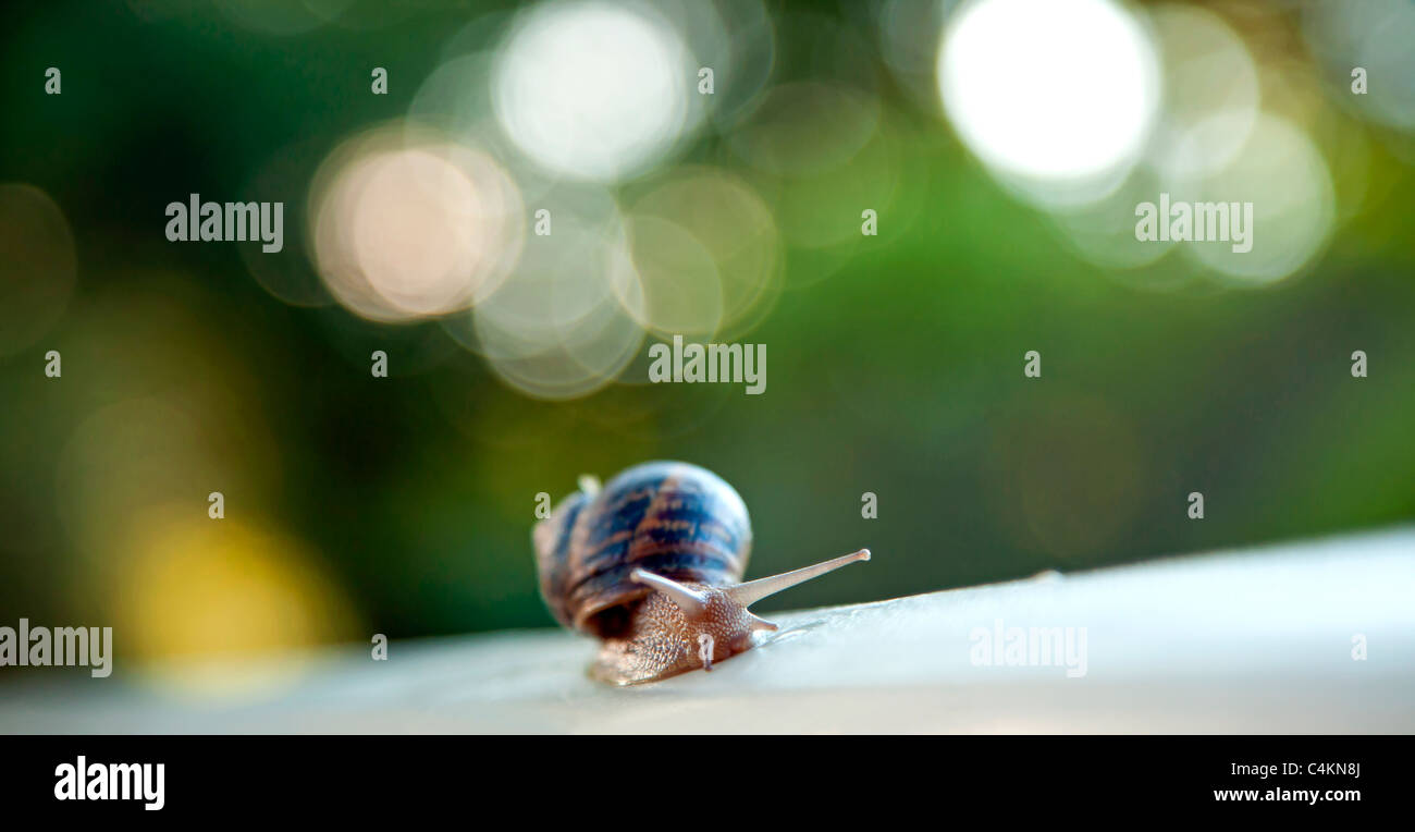 Snails walk hi-res stock photography and images - Alamy