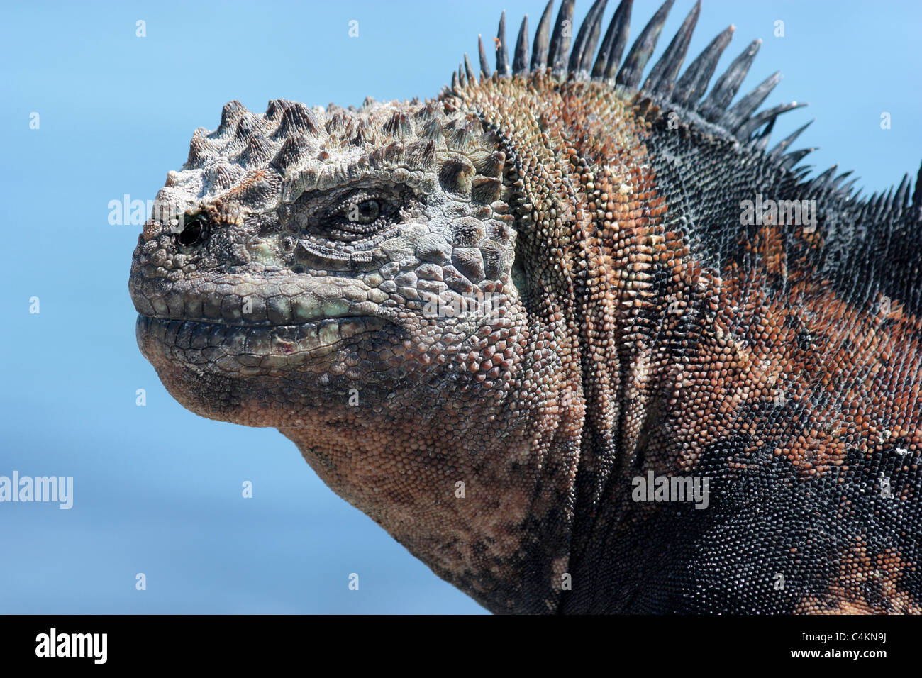 Blue iguana habitat High Resolution Stock Photography and Images - Alamy