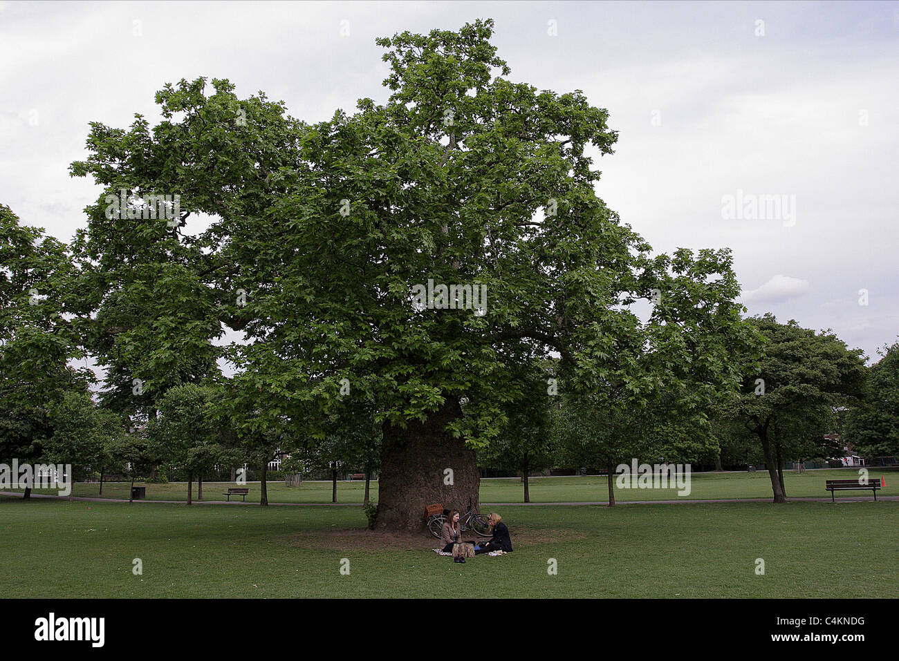LONDON PLANE TREE,viewed here is the largest girthed member of the ...