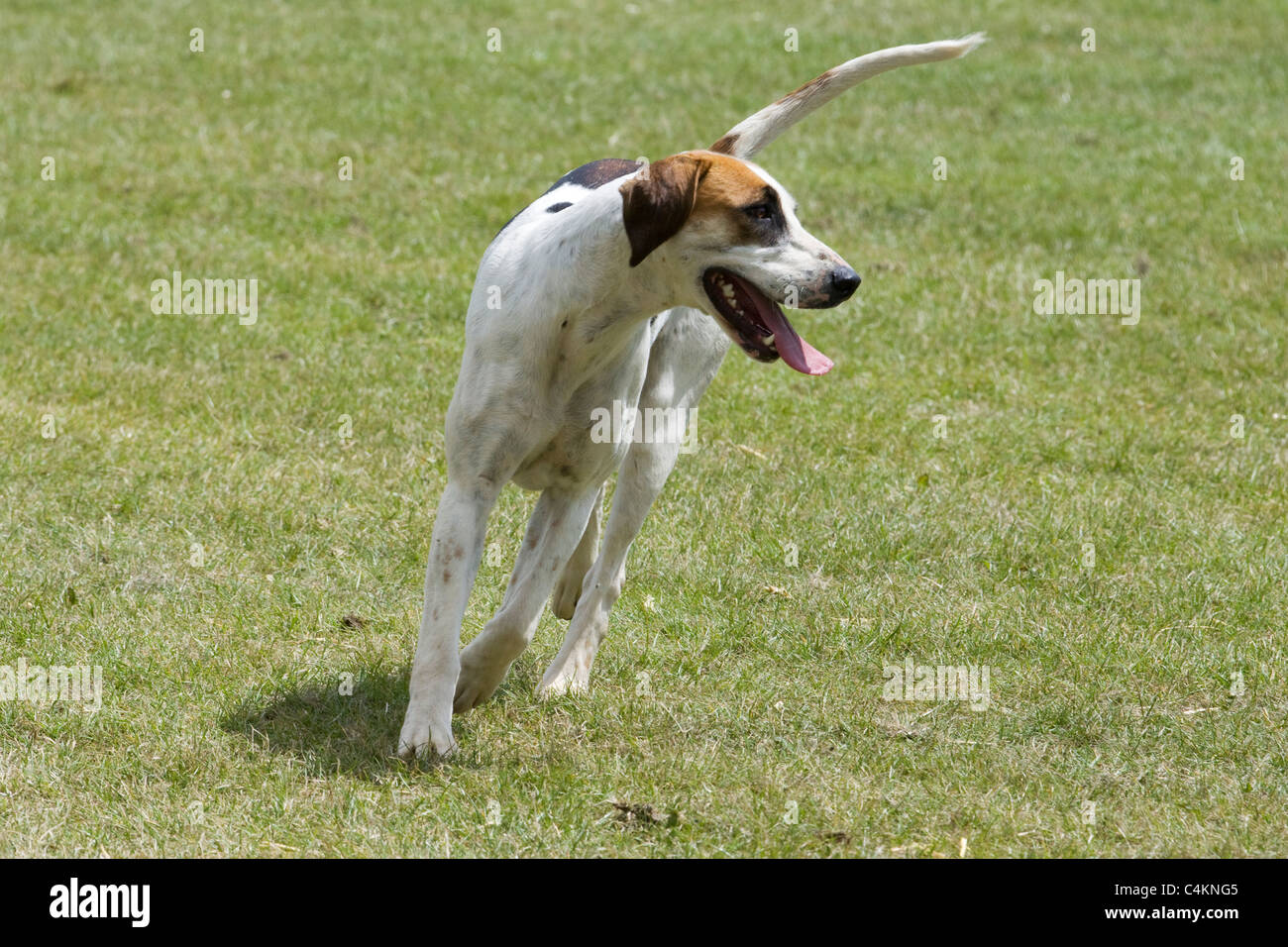 Foxhound hi-res stock photography and images - Alamy