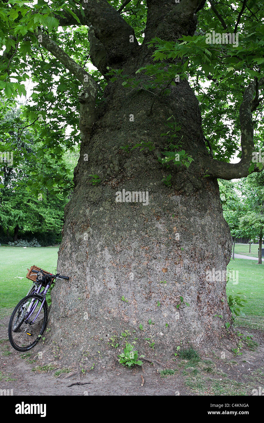 Huge plane tree london plane hi-res stock photography and images - Alamy