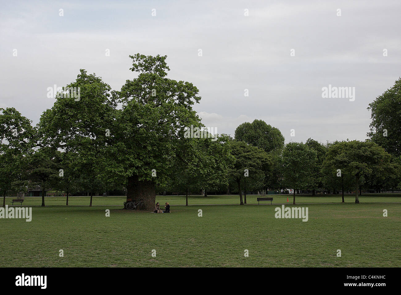 Large london plane tree hi-res stock photography and images - Alamy