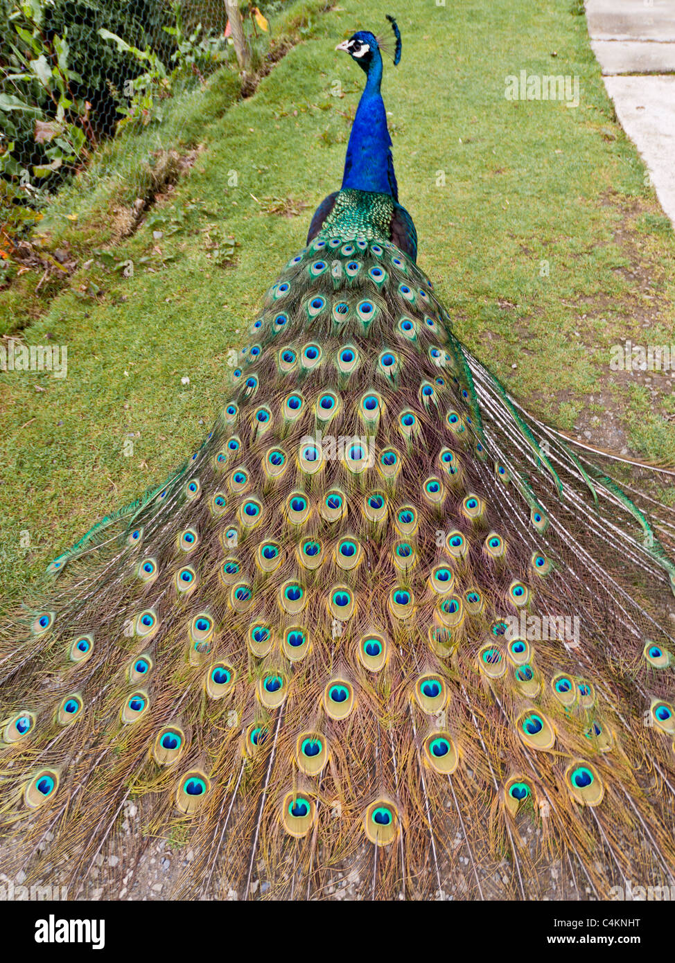 Peacock tail trailing on ground Stock Photo - Alamy