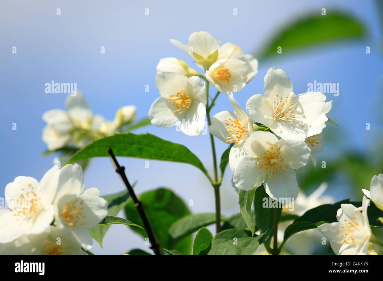 Jasmine bloom hi-res stock photography and images - Alamy
