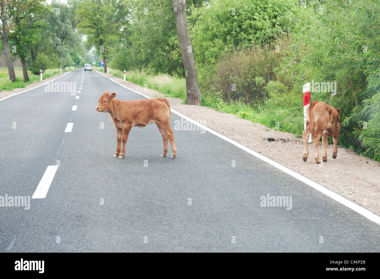 calf on the road Stock Photo - Alamy