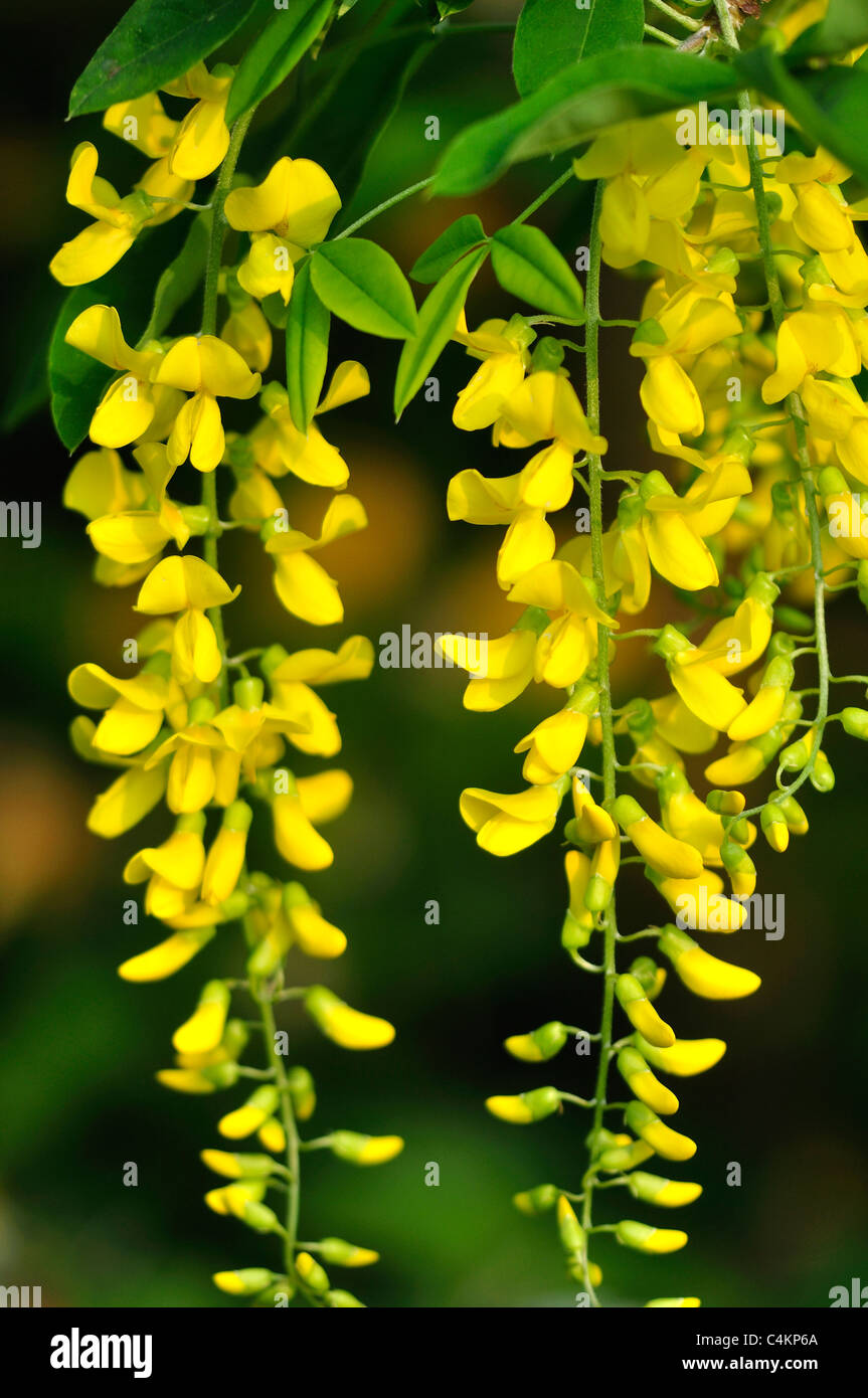 Pendulous racemes hi-res stock photography and images - Alamy