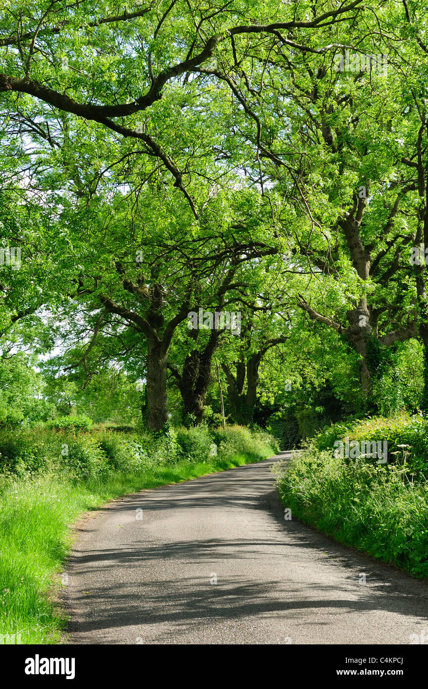 Single track lane winding hi-res stock photography and images - Alamy
