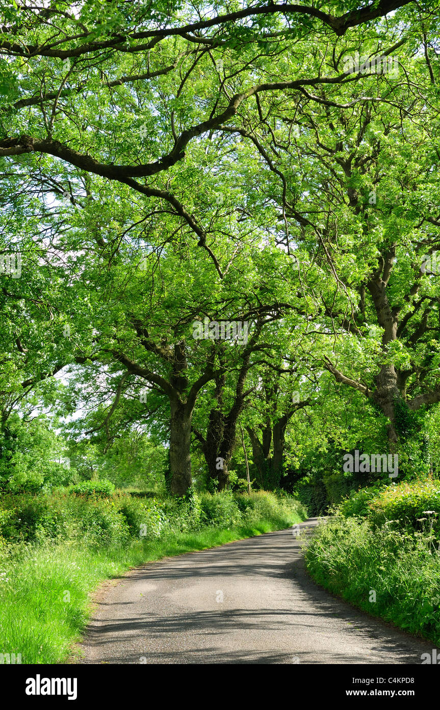 Single Track Road Derbyshire Peak District Stock Photo - Alamy