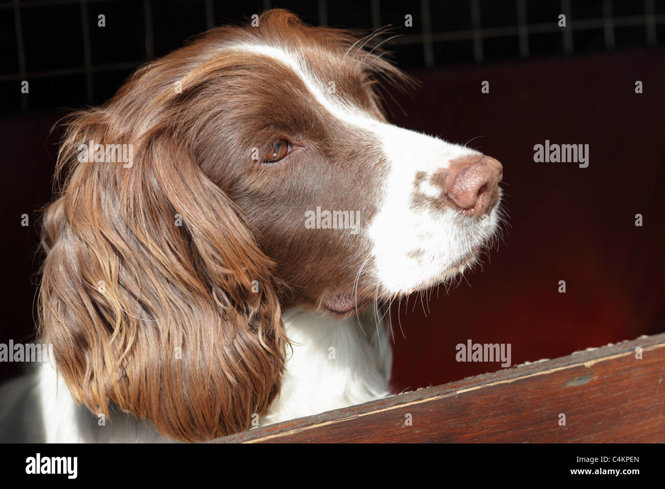 Out and about with photographers' dog Meg in the Welsh Hills Stock ...