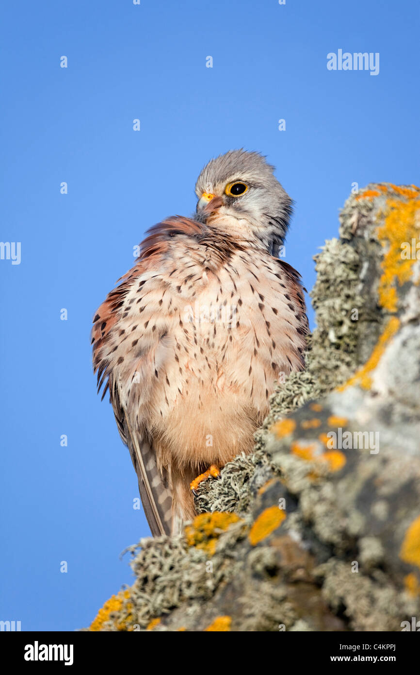 Preening wild raptor hi-res stock photography and images - Alamy