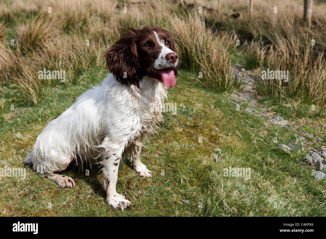 Out and about with photographers' dog Meg in the Welsh Hills Stock ...