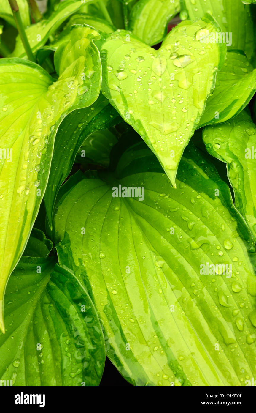 Hosta Variegated Leaf Pattern with Rain Droplets Stock Photo - Alamy