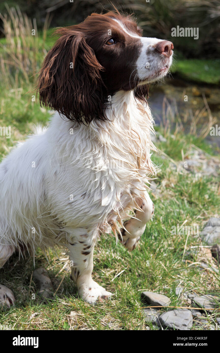 Out and about with photographers' dog Meg in the Welsh Hills Stock ...