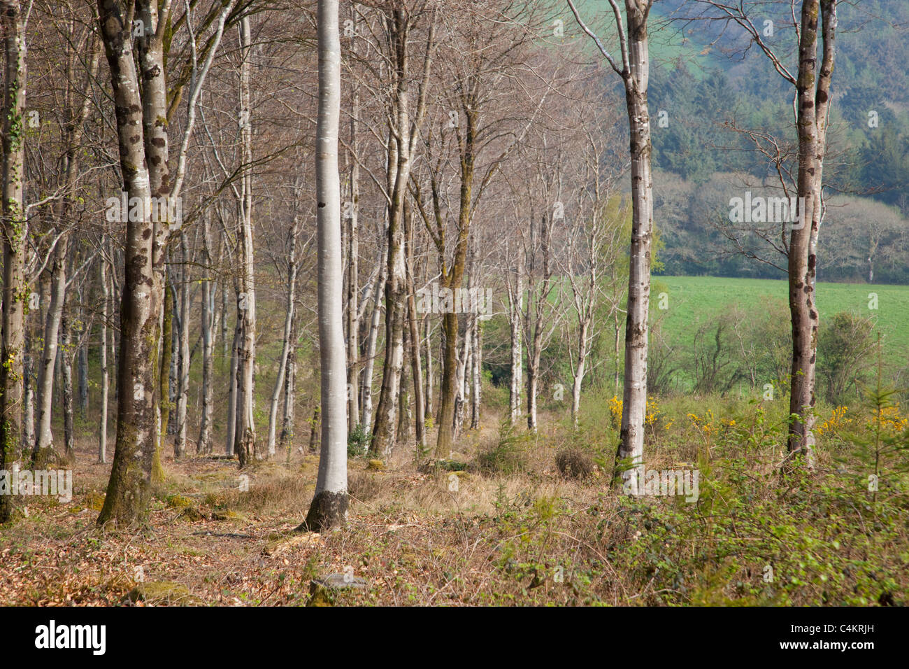 Ladock Wood; Cornwall; owned by the Duchy of Cornwall Stock Photo - Alamy